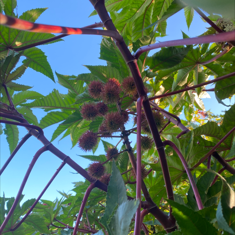10 Benefits of Having a Castor Bean