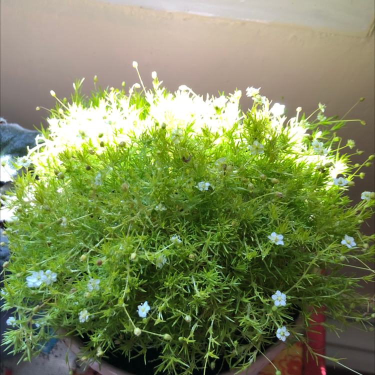 Personalized Scotch Moss Care: Water, Light, Nutrients | Greg App