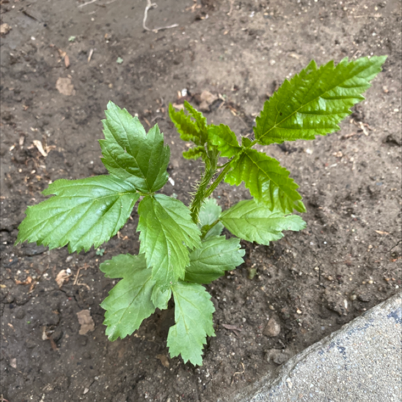 Propagating Blackberry: The Ultimate Guide