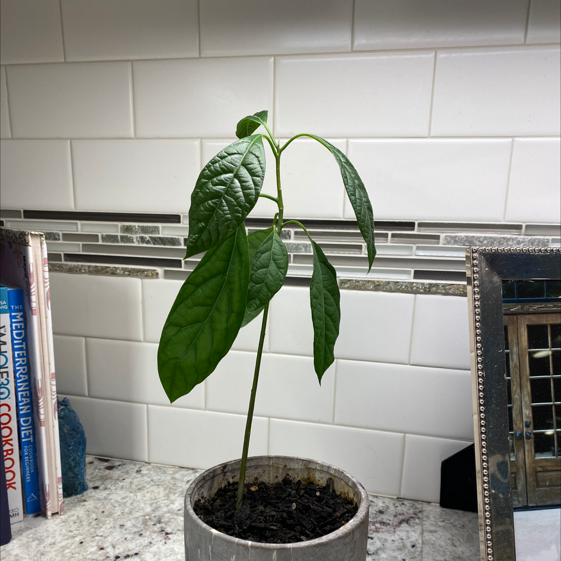 Propagating Your Avocado 🥑: Step-by-step Guide
