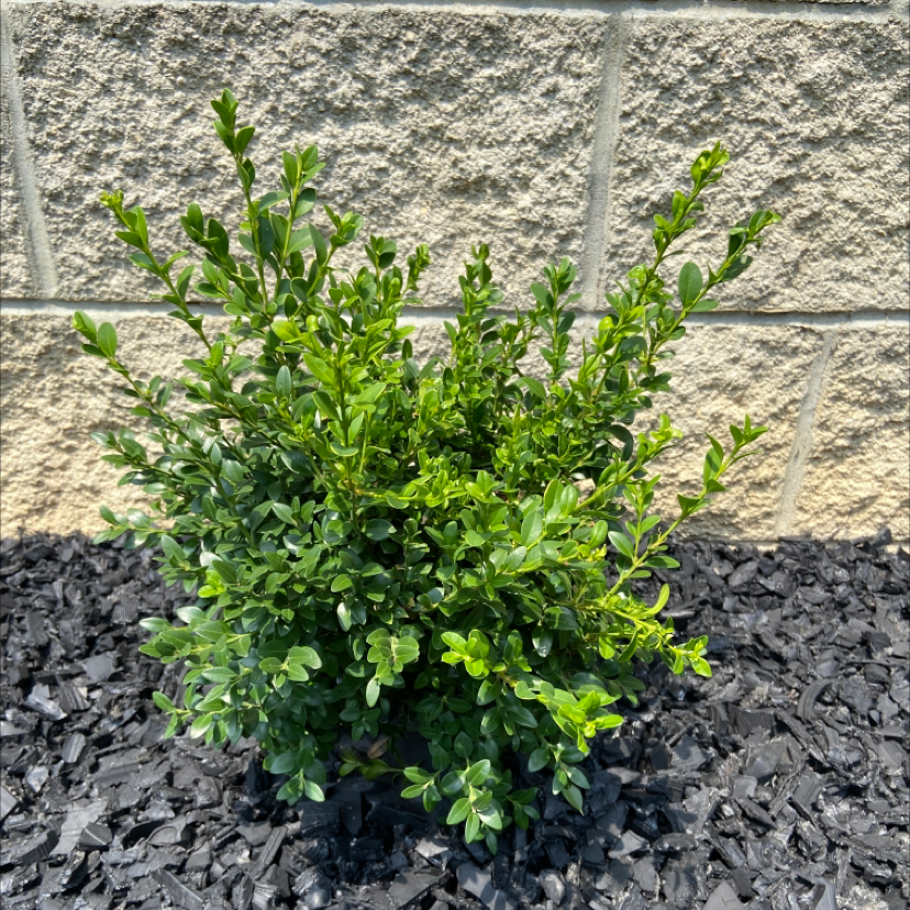 How to Know When to Repot a Common Boxwood?