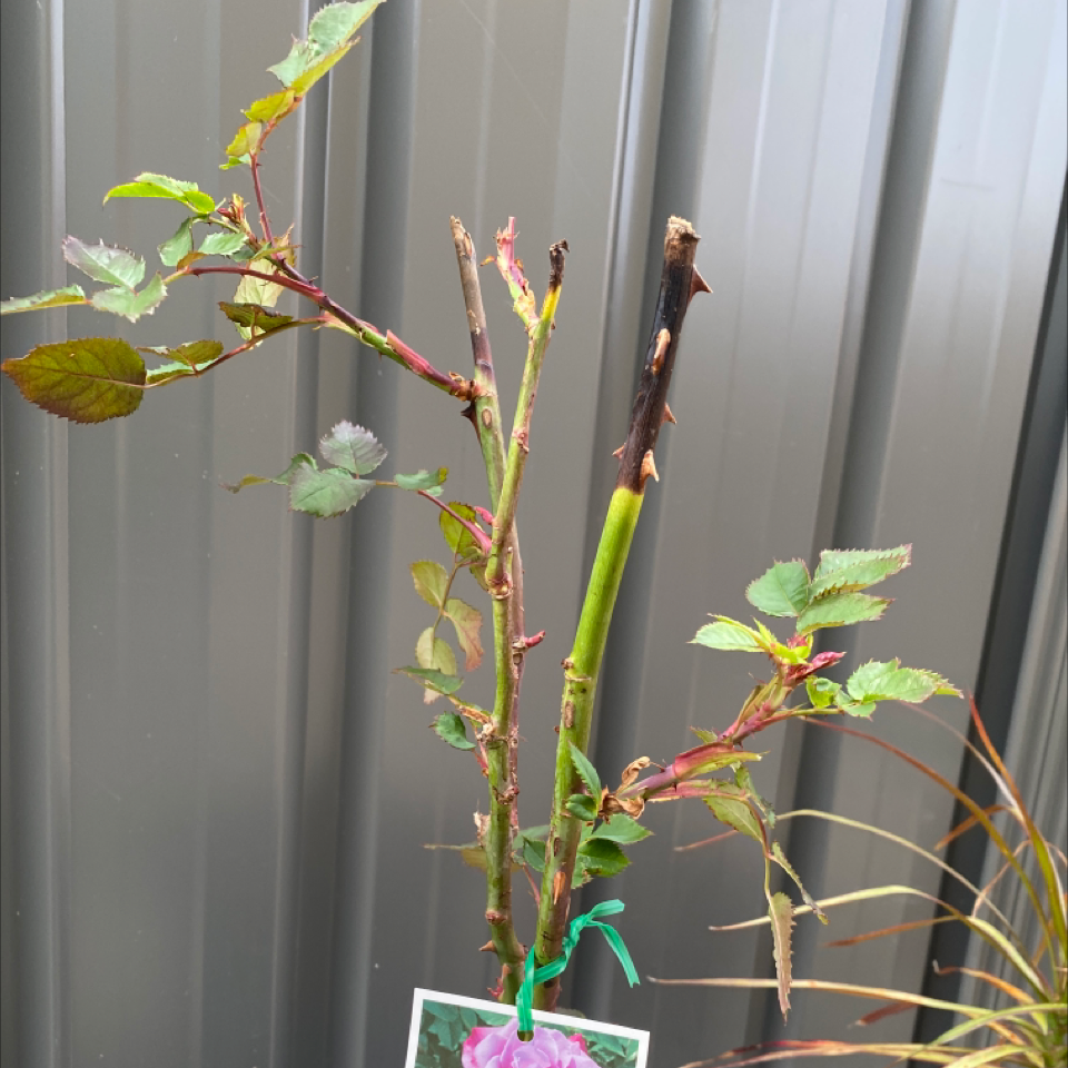 Why Are There Brown Spots on My Multiflora Rose Leaves?