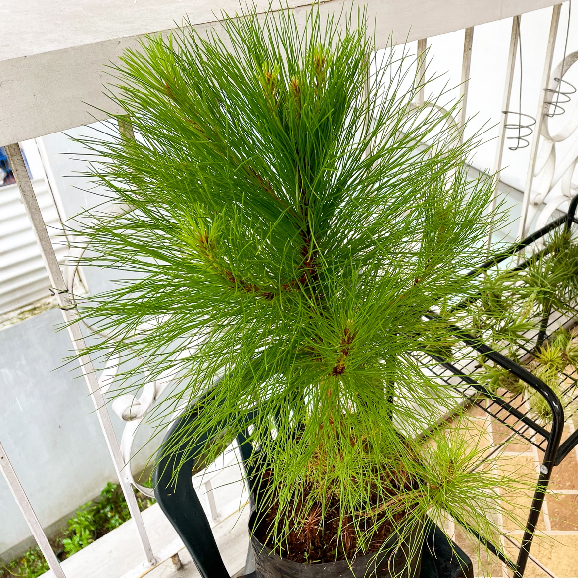 Personalized Benguet Pine Care: Water, Light, Nutrients | Greg App