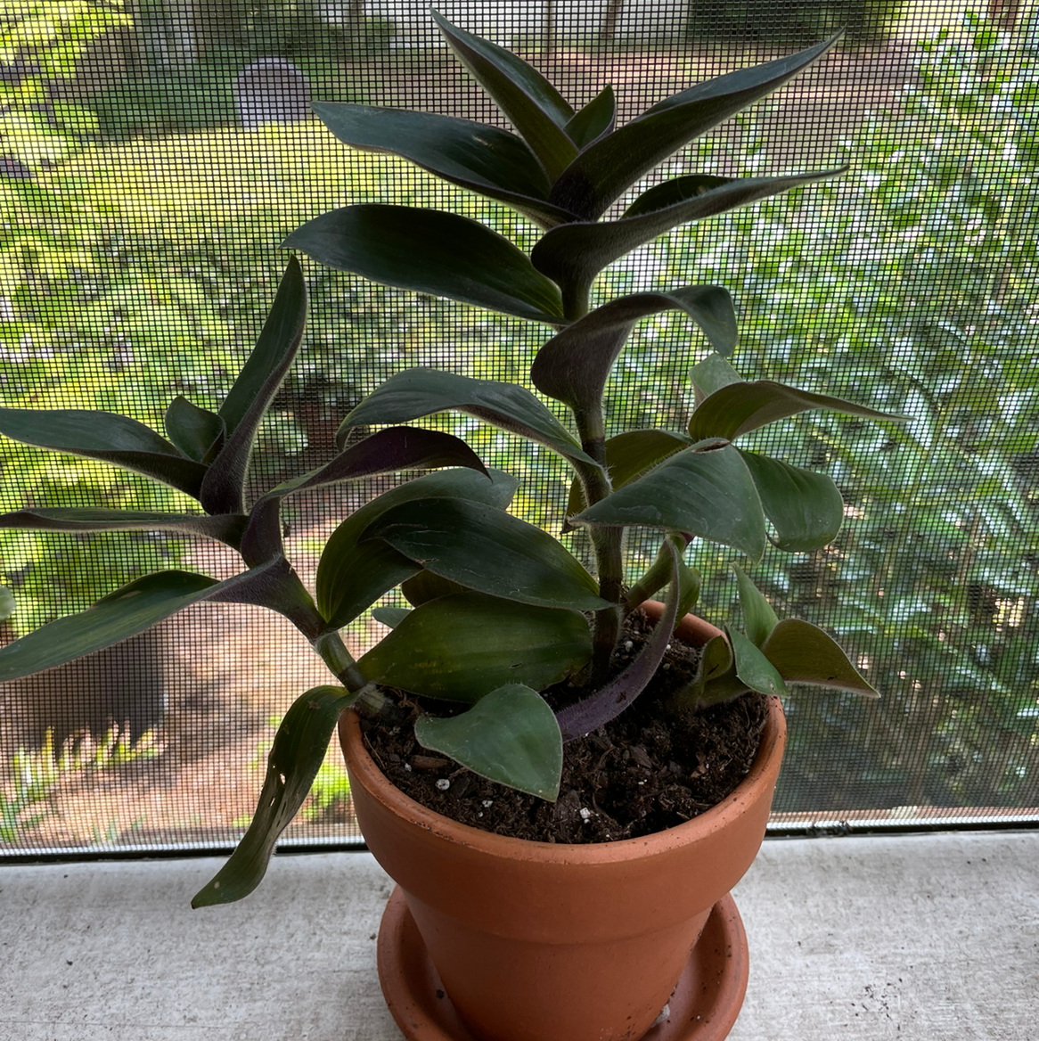 Flowering Inch Plant: How Much Water & Light Does it Need to Thrive?