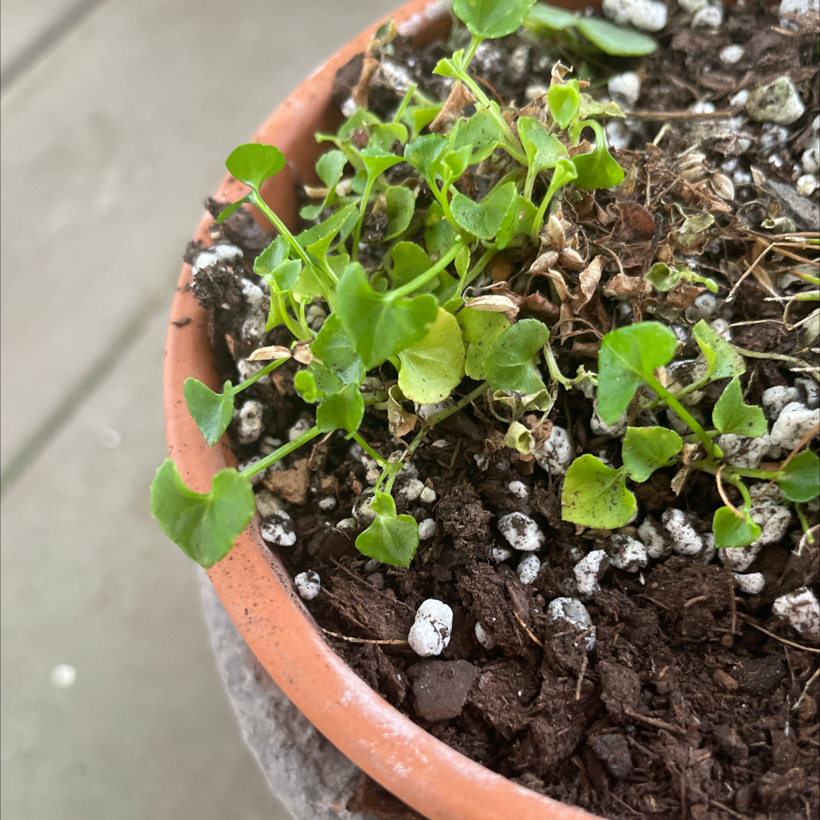 dwarf violet: How Much Water & Light Does it Need to Thrive?