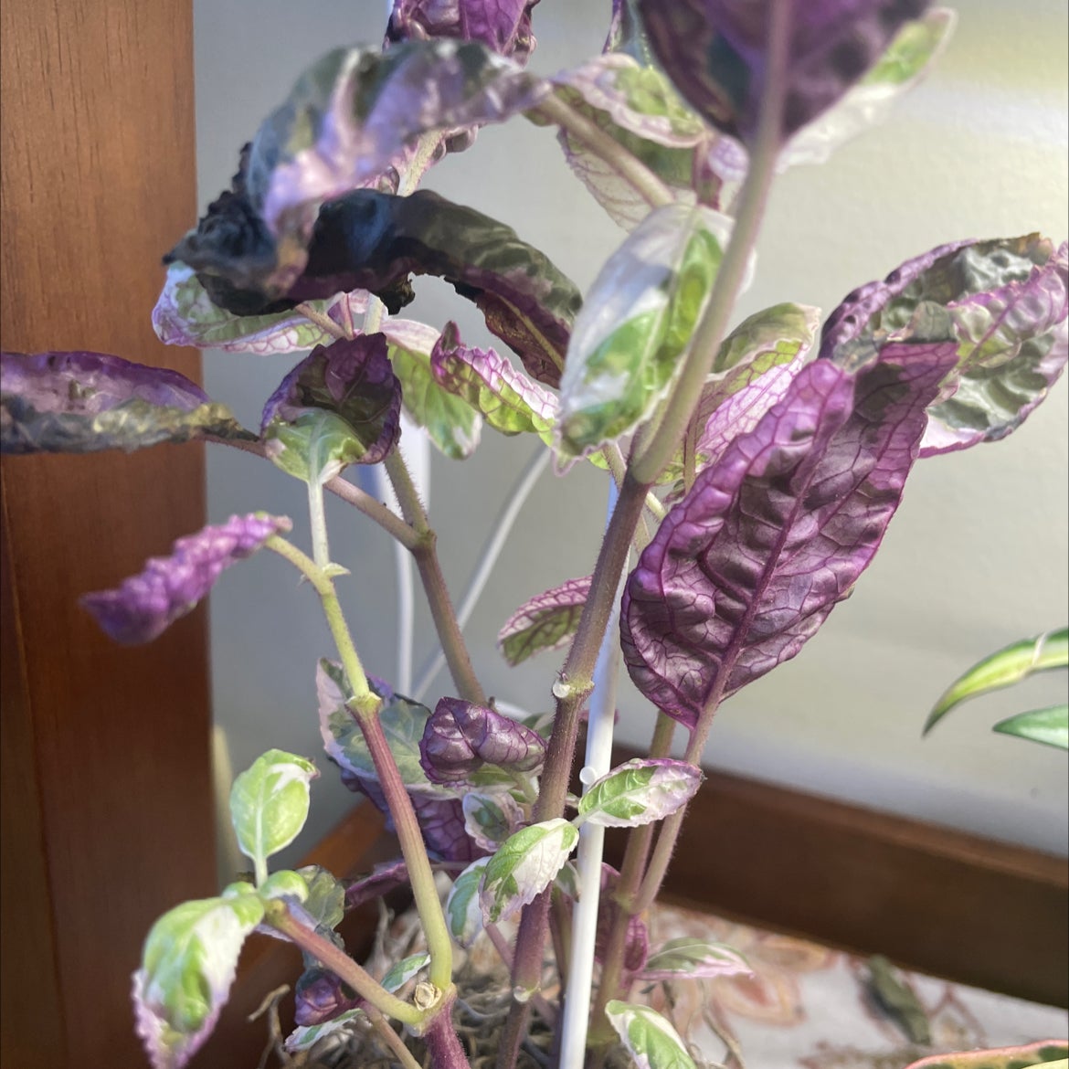 ️ Why Are My Snow White Waffle Plant Leaves Falling Over?