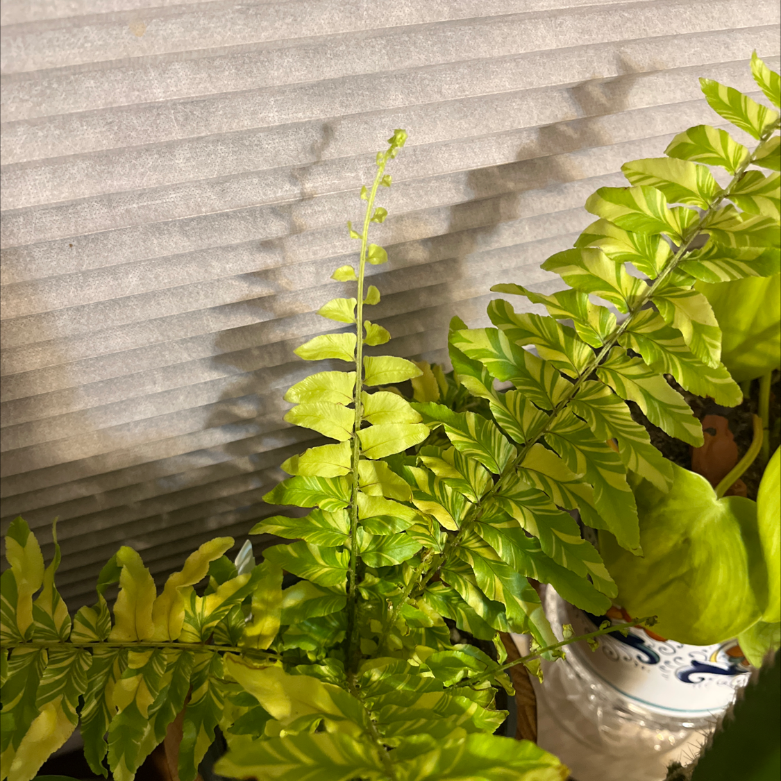 Common Tiger Fern Problems