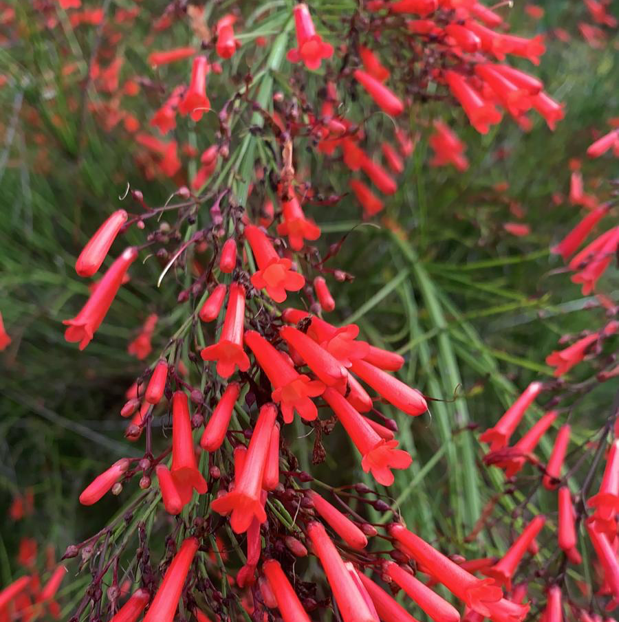 🎇 Propagating Firecracker Plant: Step-by-Step Guide