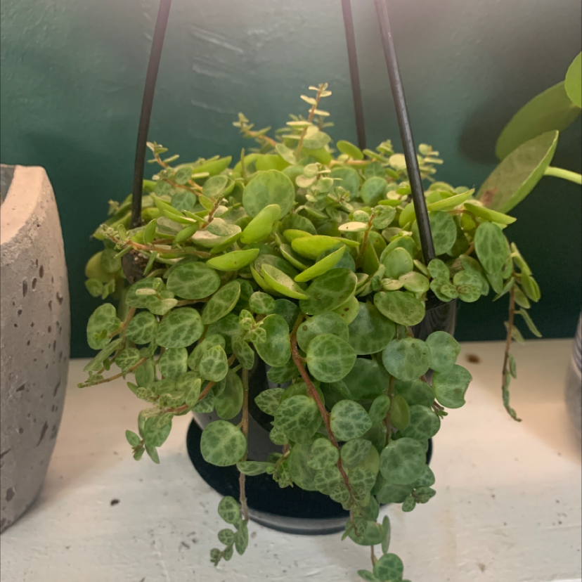 🐢 Your String of Turtles's Light Requirements