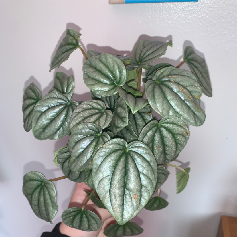 10 Benefits of Having a Silver Frost Peperomia