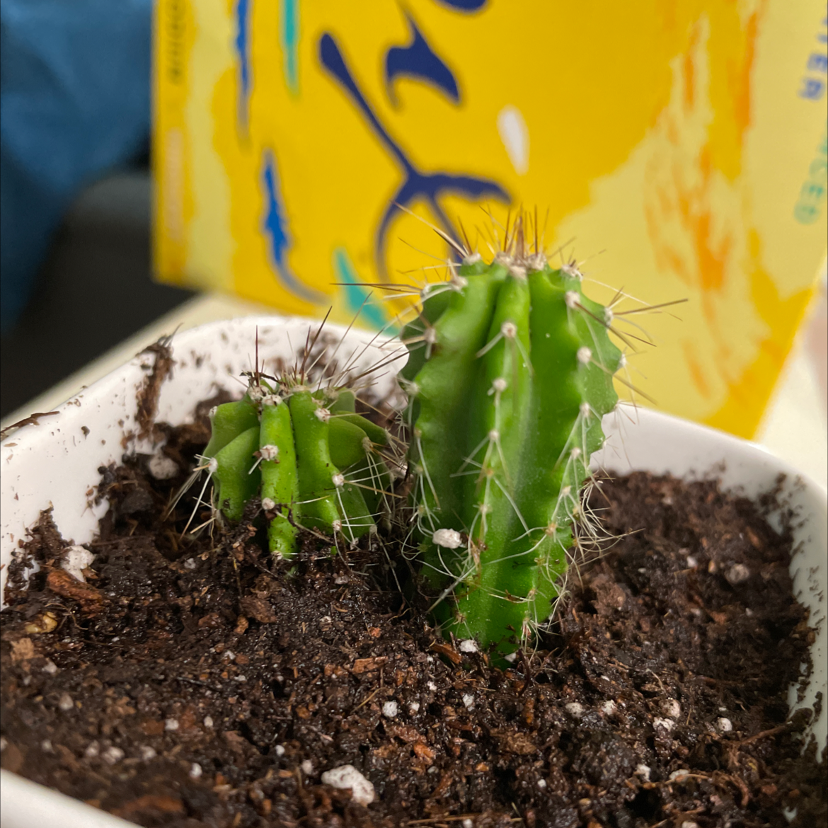 🌵 Why Are My Lady-Finger Hedgehog Cactus Leaves Falling Over?