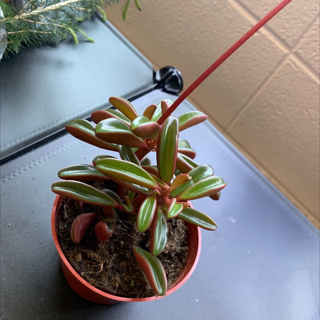 Black Spots on My Ruby Glow Peperomia Leaves