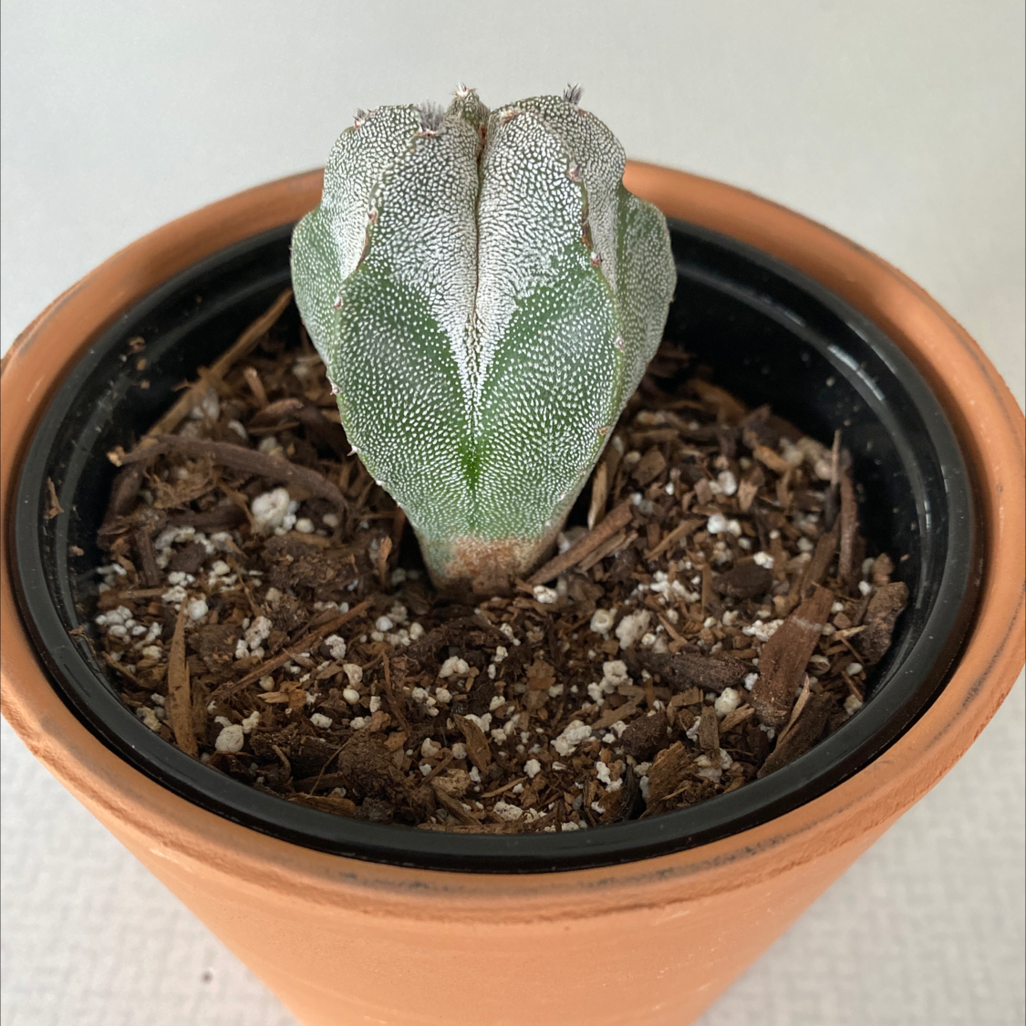 How to Propagate Your Bishop's Cap Cactus