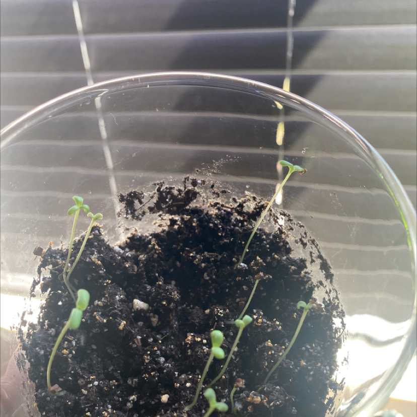 Miniature Daisy Plant Care: Water, Light, Nutrients | Greg App 🌱