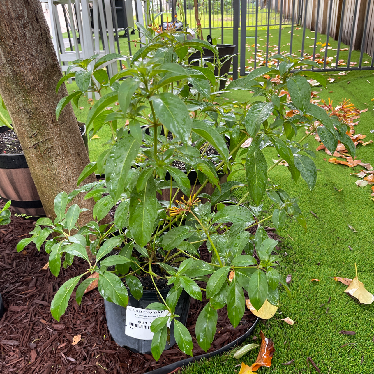 The Complete Firebush Dwarf Plant Care Guide: Water, Light & Beyond