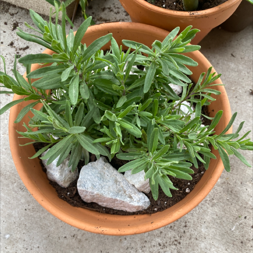 How Do I Fix lavender root rot?