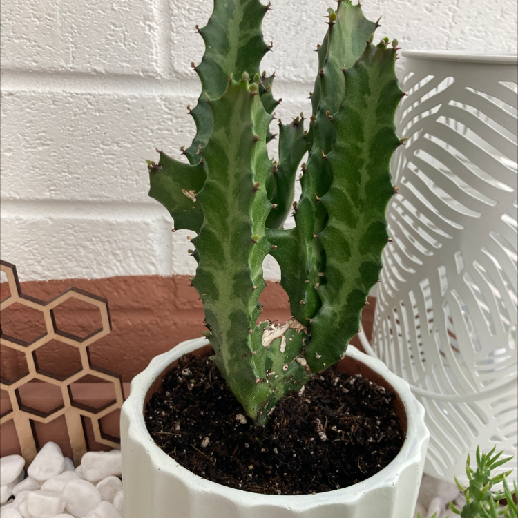 Why Are My Candelabra Cactus Leaves Falling Over?