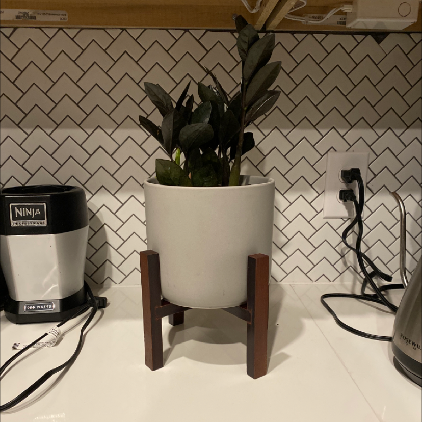 Why Are My Raven Zz Plant Leaves Curling?