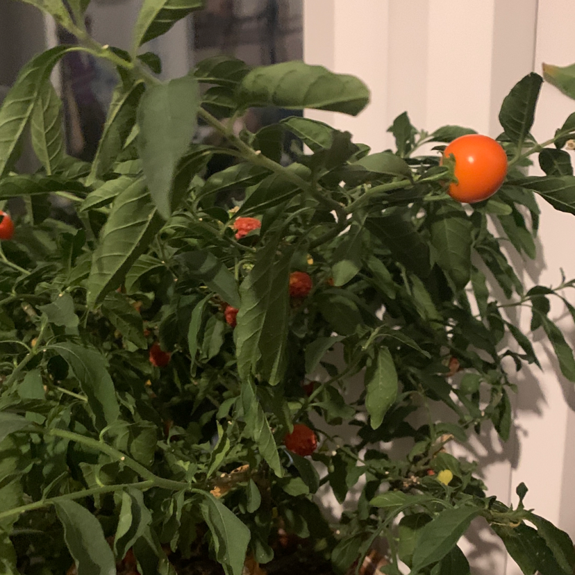 The Complete Jerusalem Cherry Plant Care Guide: Water, Light & Beyond