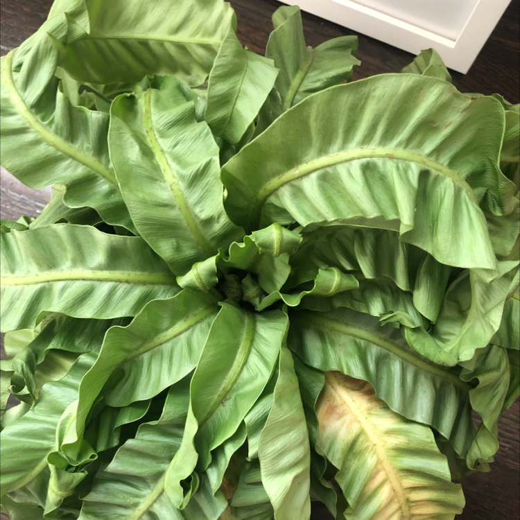 Why Are There Brown Spots on My Hurricane Fern?