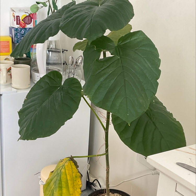 🌞 Is Direct Sunlight Good for My Ficus umbellata?