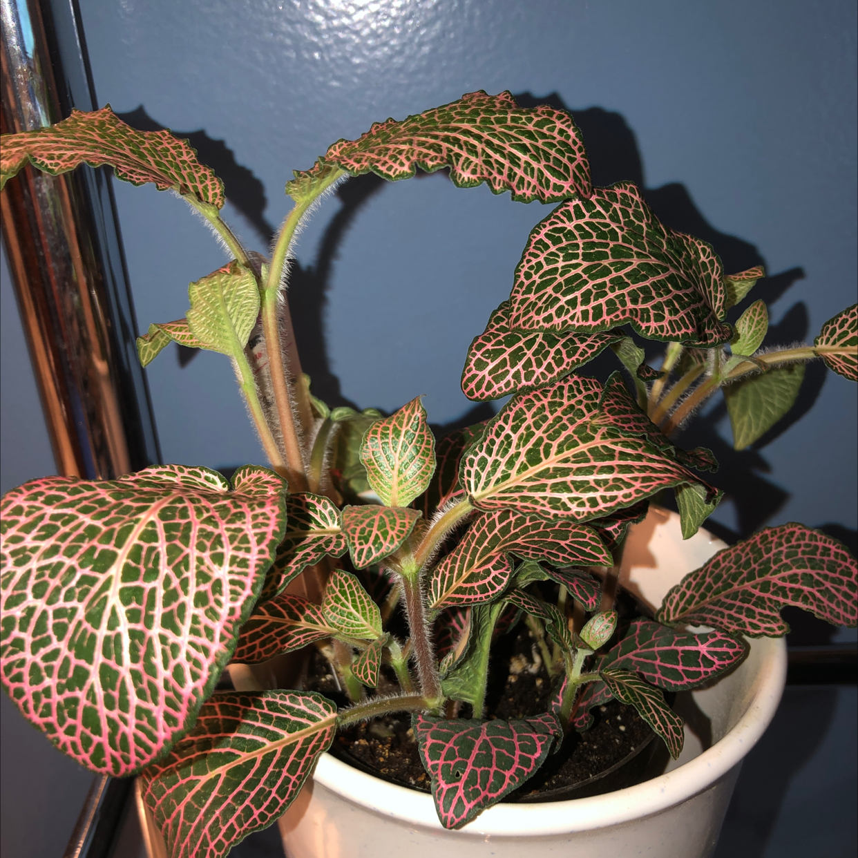 Your Red Anne Nerve Plant's Sunlight Needs