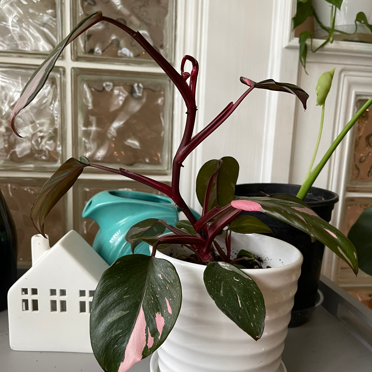 👸 Pink Princess Philodendron Soil