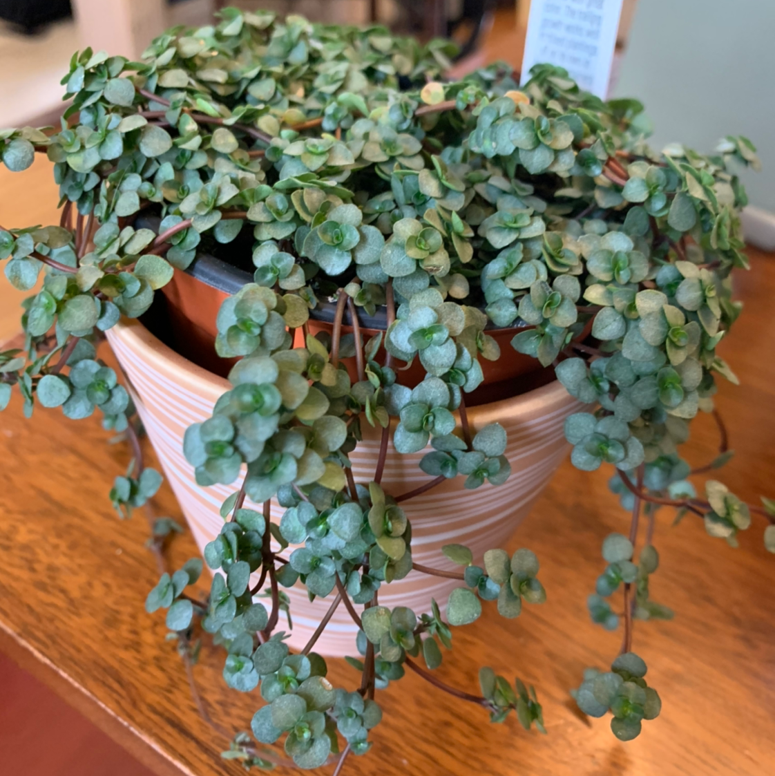 Pilea 'Aquamarine' - Ultimate Guide to Fertilizing