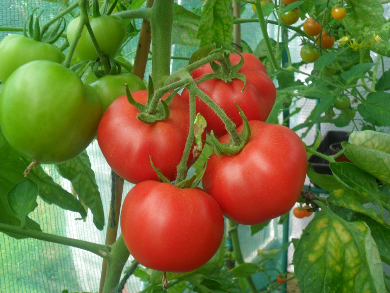 🍅 How Much Humidity Does My Tomato Plant Need?