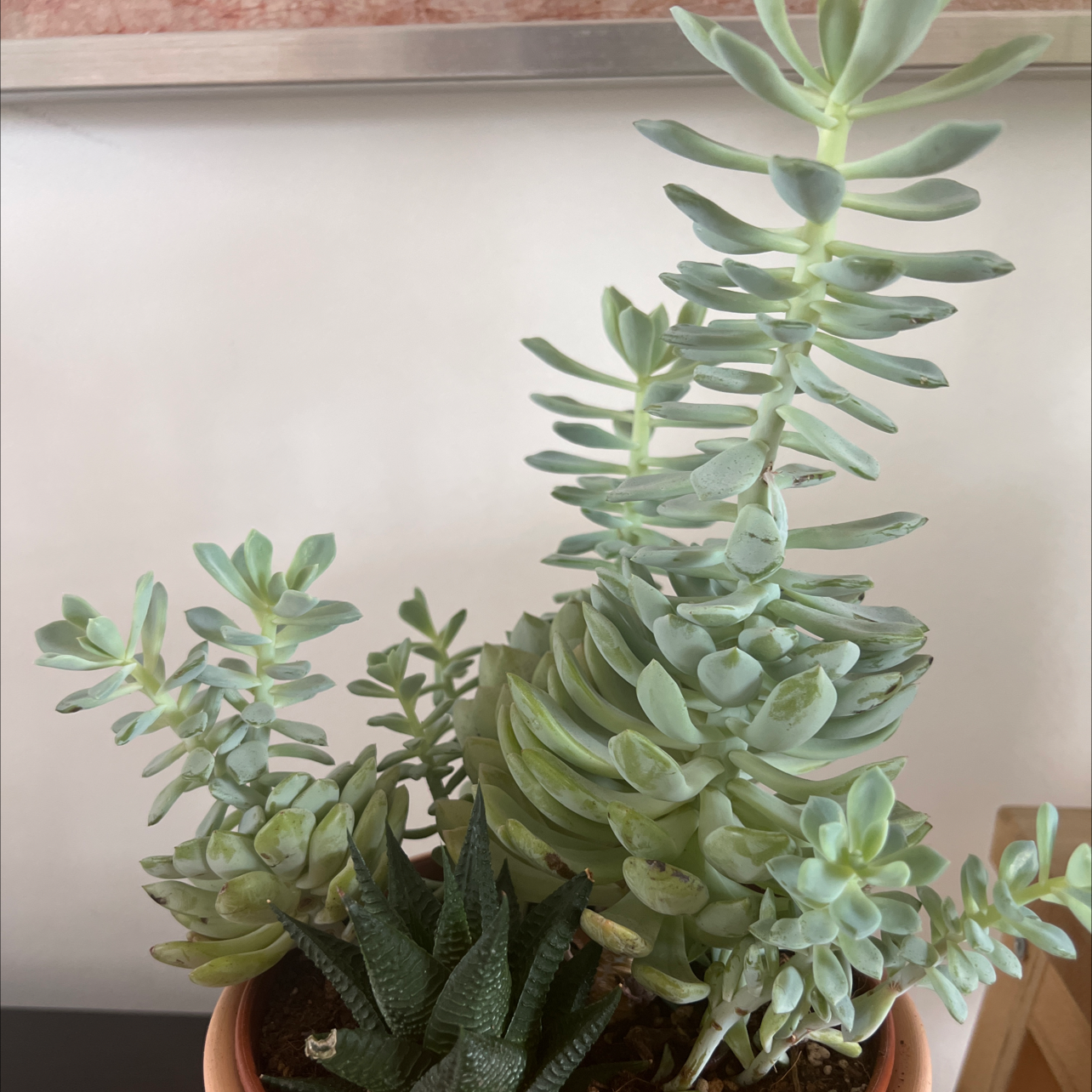 How to Prune Painted Lady