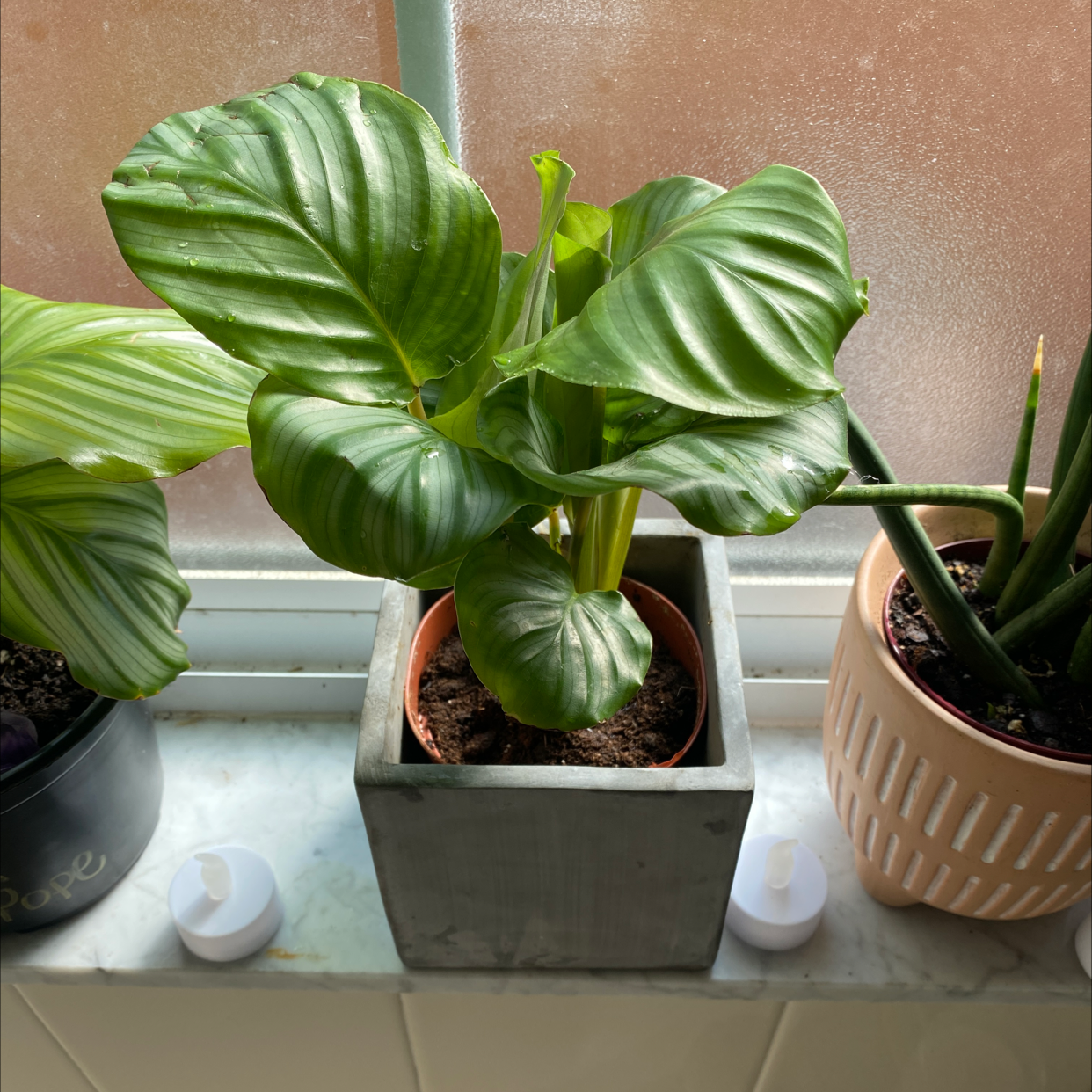 Diagnosing calathea orbifolia root rot