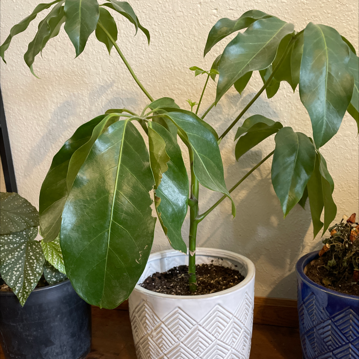 What Are The Bugs on My Umbrella Tree? 🐛