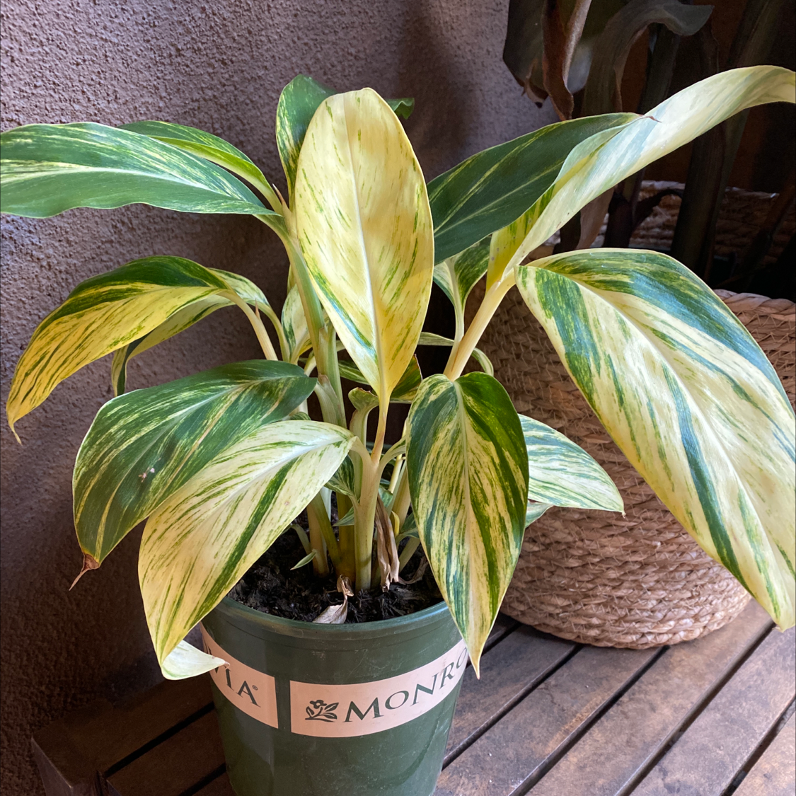 Propagating My Variegated Shell Ginger: Step-by-Step Guide