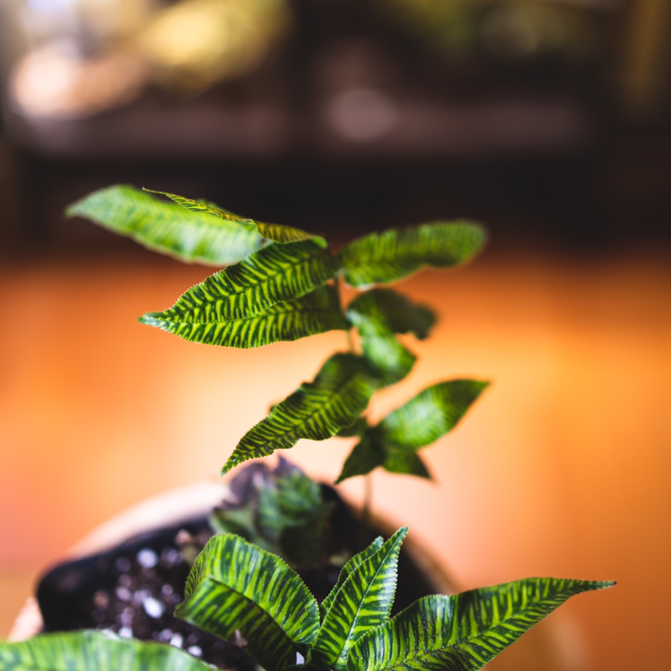 How to Care for Golden Zebra Fern: Mastering Water, Sunlight & More