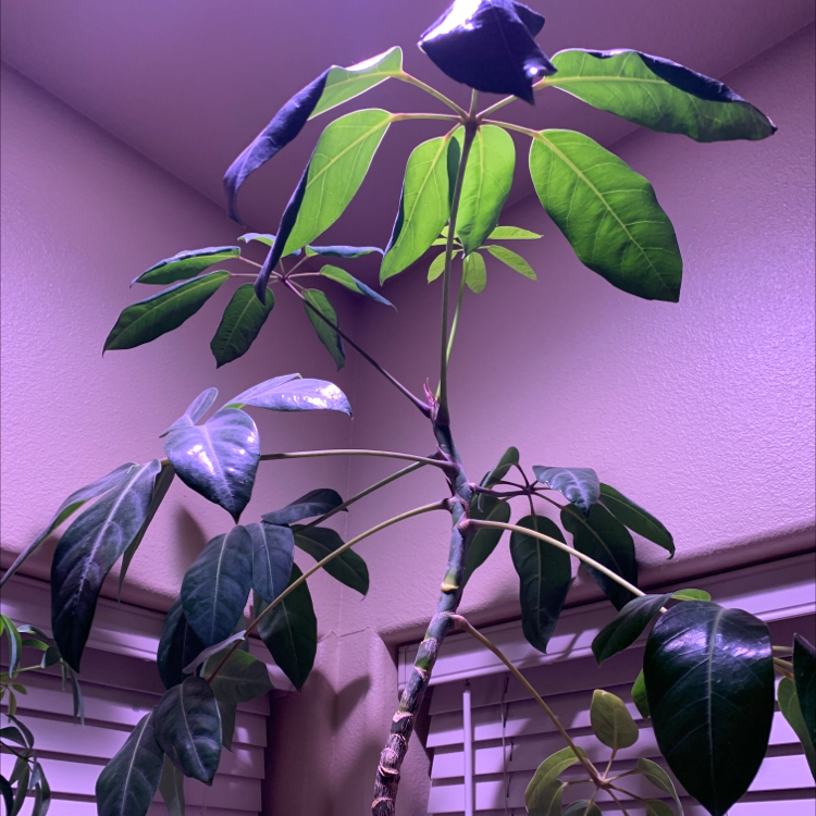 🌂 How To Propagate Your Umbrella Tree