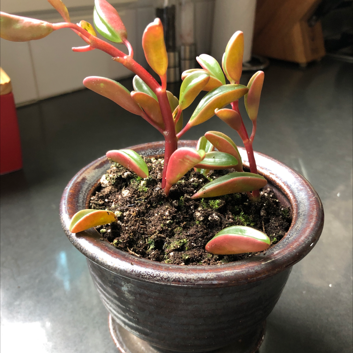 Propagating Plush Plant: The Ultimate Guide
