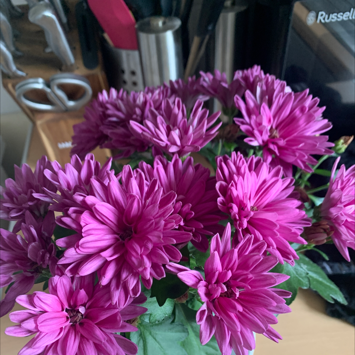 Common Giant Crego Aster Problems