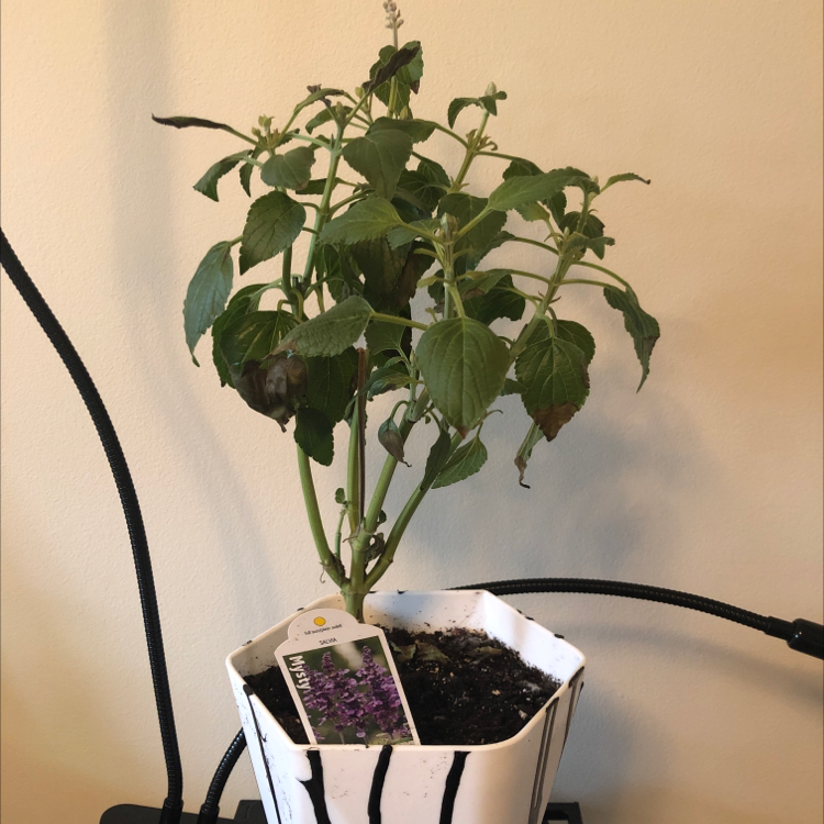 Keep Your Mysty Salvia Alive: Light, Water & Care Instructions