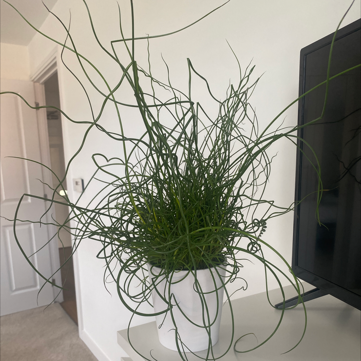 Propagating Corkscrew Rush: Step-by-Step Guide