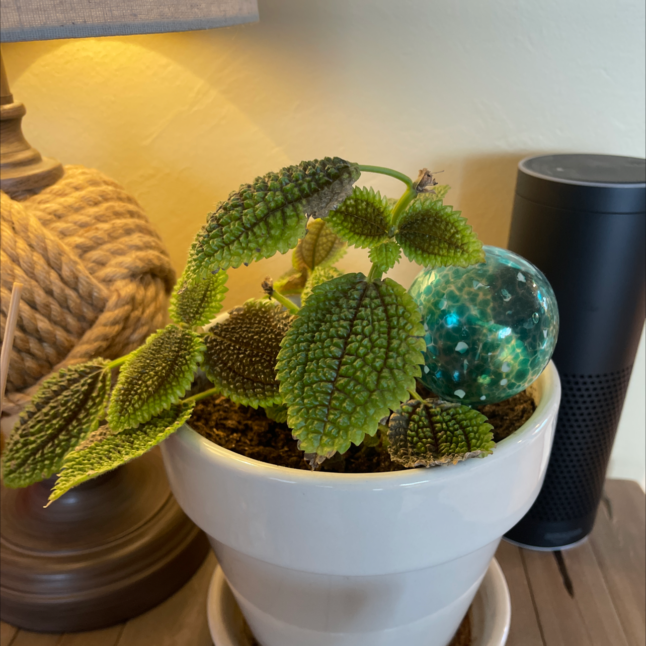 Why Are My Friendship Plant Leaves Falling Over?