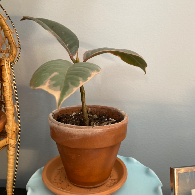 How To Know When To Repot A Variegated Rubber Tree?