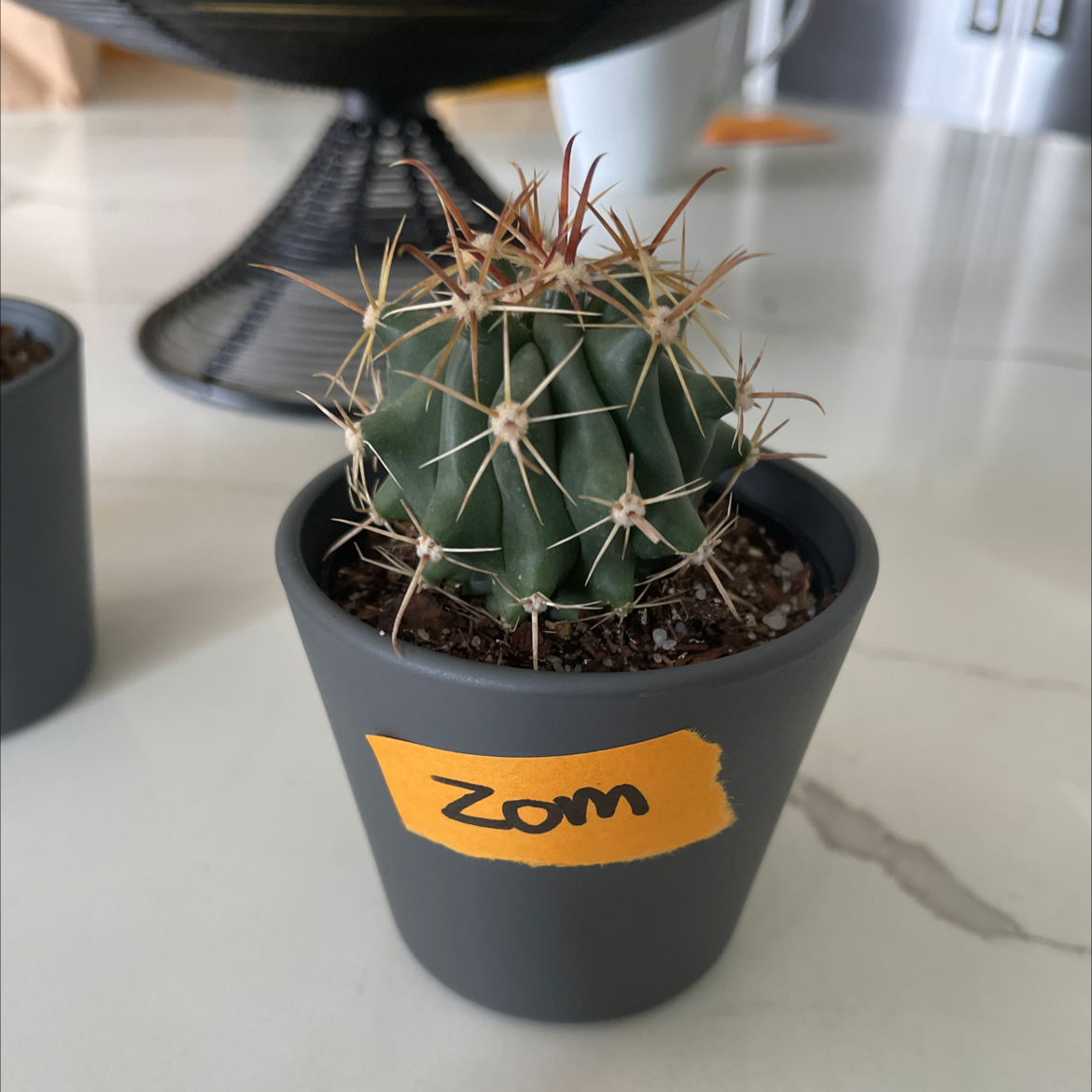 🌵 Propagating My Blue Barrel Cactus: Step-by-Step Guide