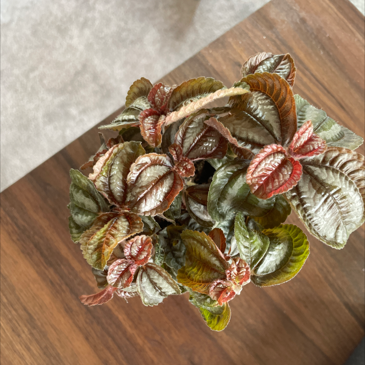 How to Know When to Repot a Pilea involucrata 'Norfolk'?