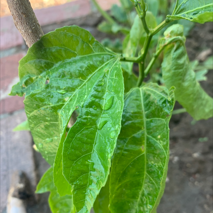Why Are My Passion Fruit Leaves Curling?