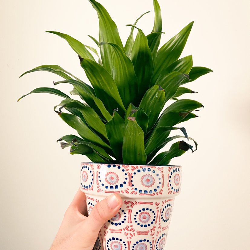 How to Propagate Your Dracaena 'Janet Craig Compacta'