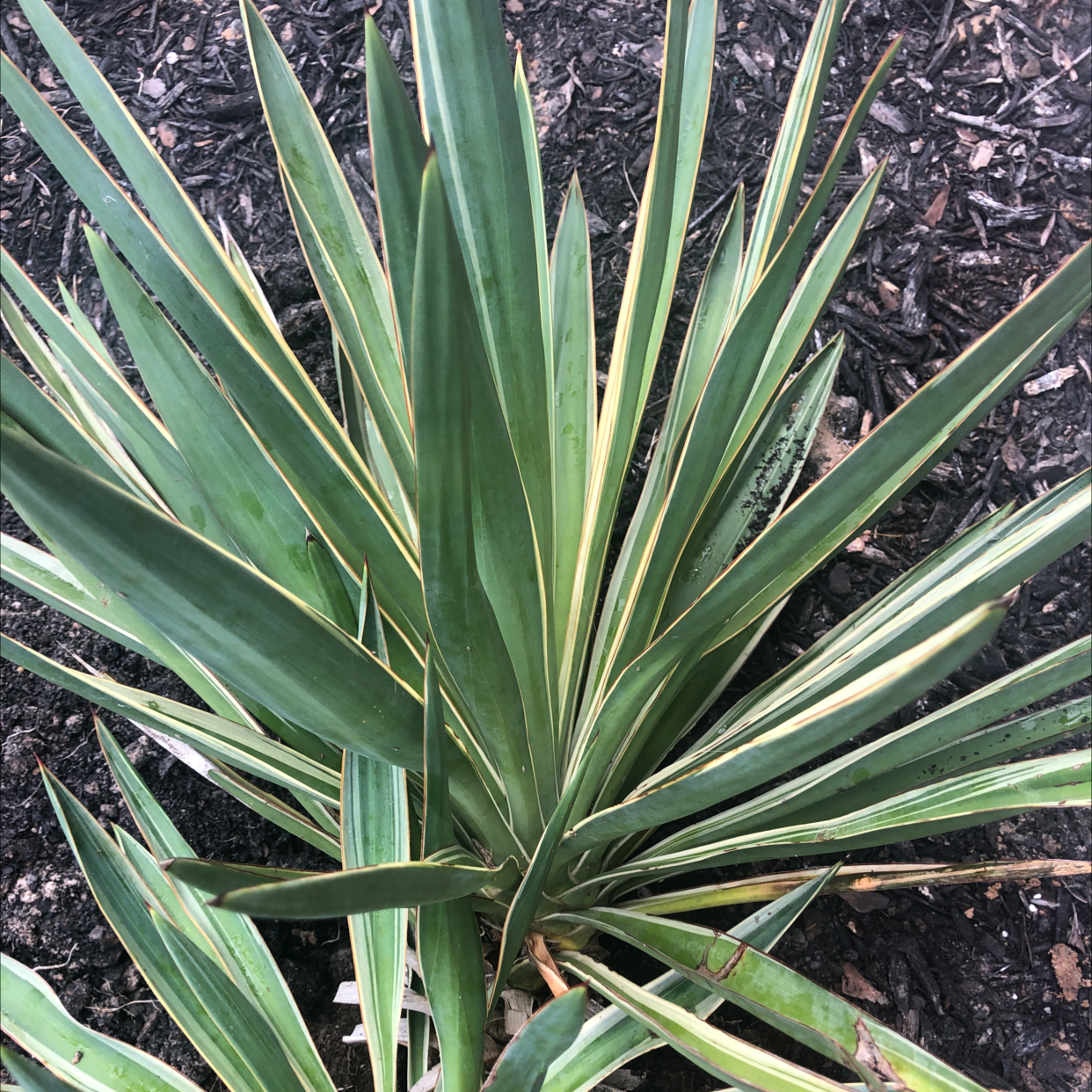 10 Advantages of Having a Spanish Dagger