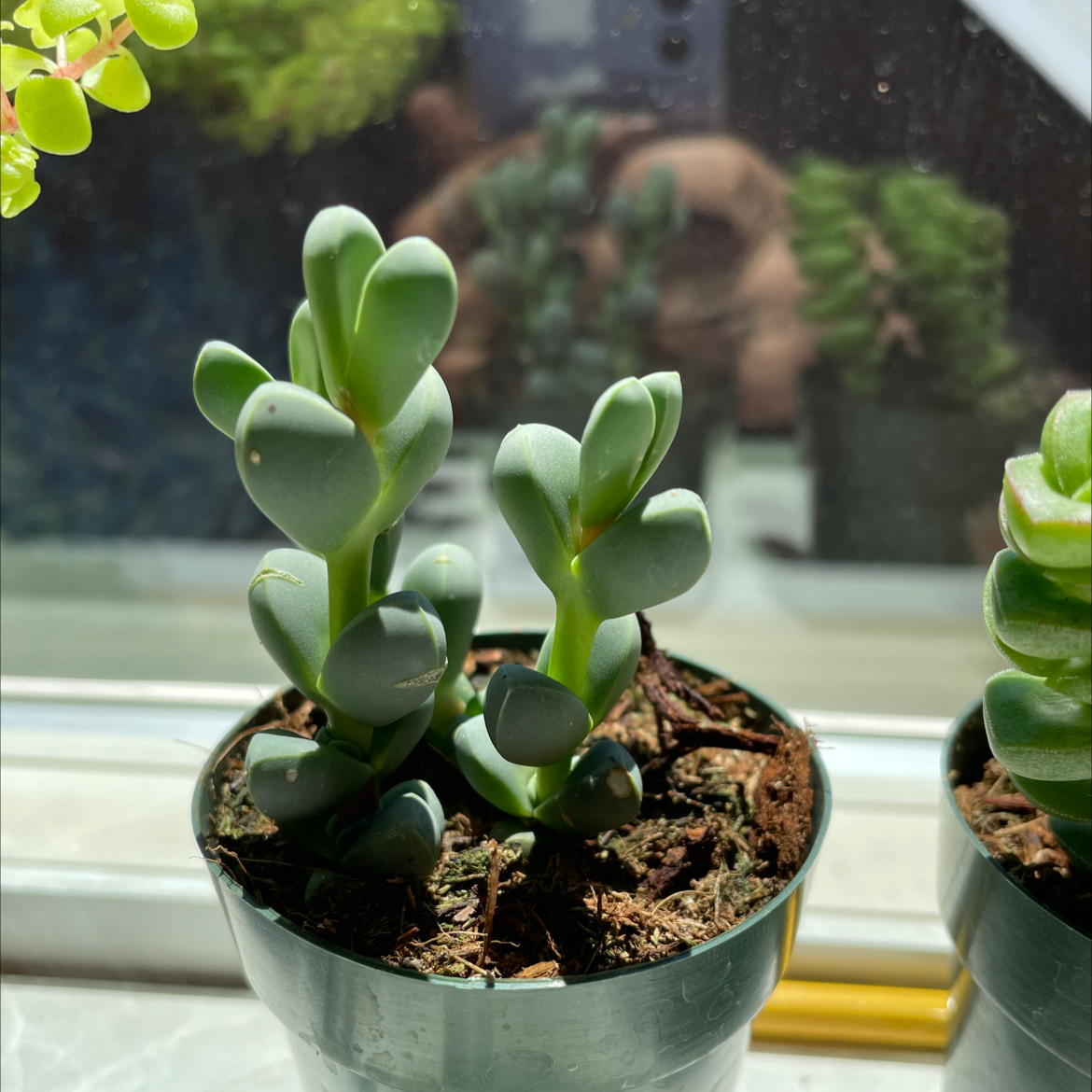 Propagating Astridia velutina: The Ultimate Guide