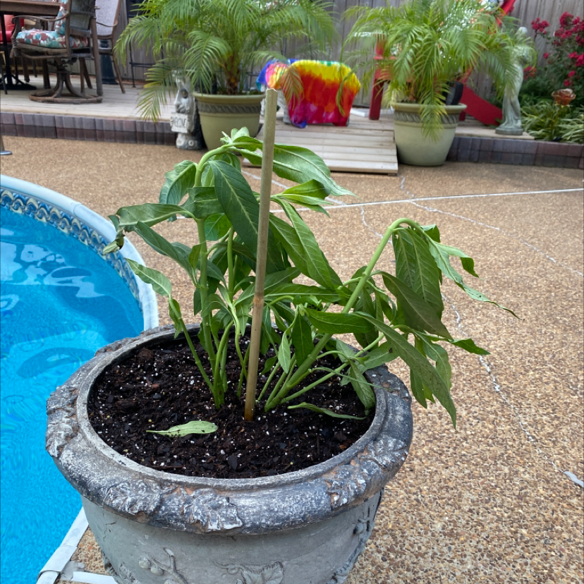 Common Swamp Milkweed Problems