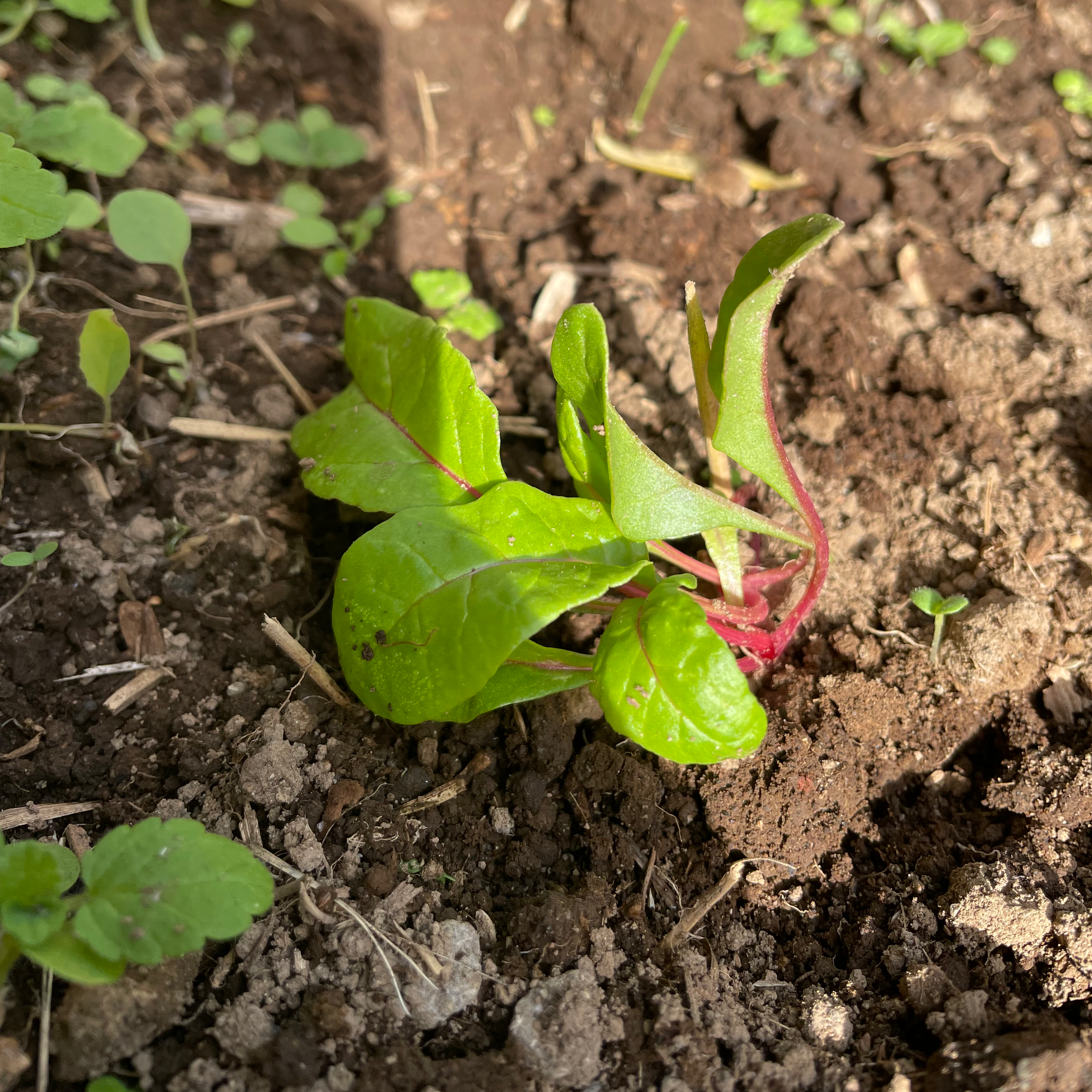 Fertilizing My Common Beet