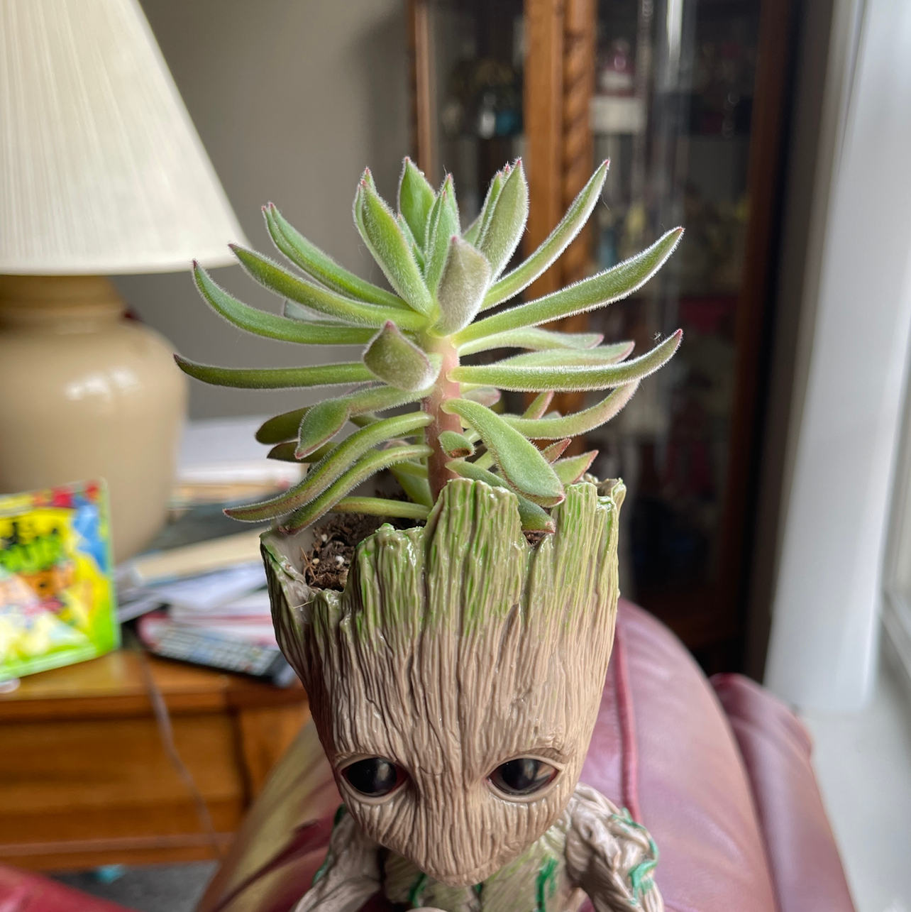 Echeveria 'Arrow Setosa' Plant Care: Water, Light, Nutrients | Greg App 🌱